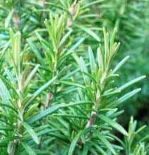 Rosemary Rinse to Stimulate Hair Growth and Darken Grey Hair (How It ...